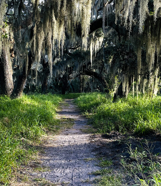 surreal trail florida ftr
