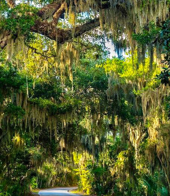 surreal tree tunnel florida ftr