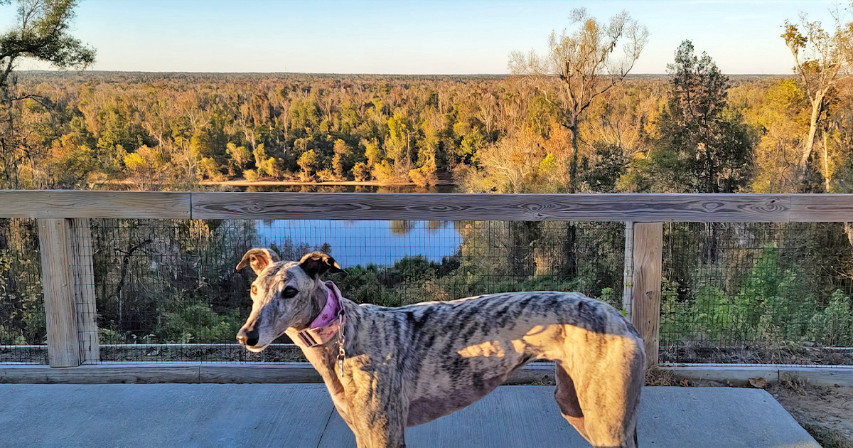 torreya state park florida ftr