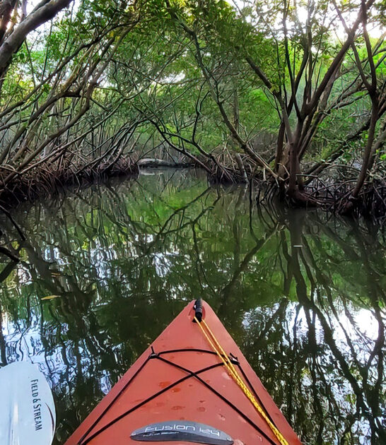 weedon island mangrove florida ftr