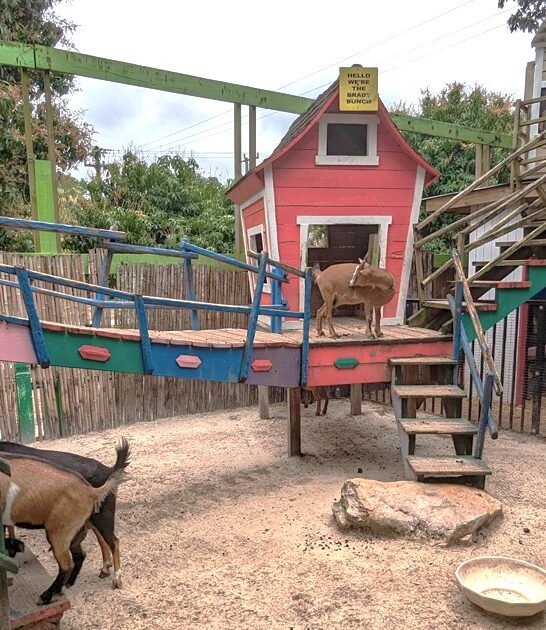 whimsical petting zoo florida ftr