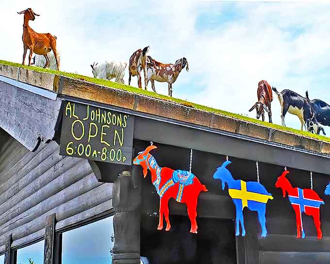 Al Johnson's Swedish Restaurant & Butik: Where else can you enjoy Swedish meatballs while goats graze overhead? Only in Door County, Wisconsin!