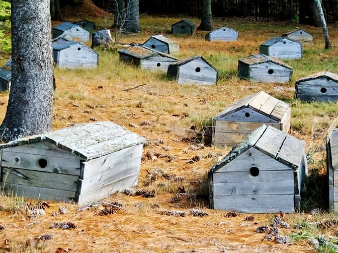 Weathered wooden spirit houses dot the landscape at Bay Mills, each one a temporary home for souls in transition.