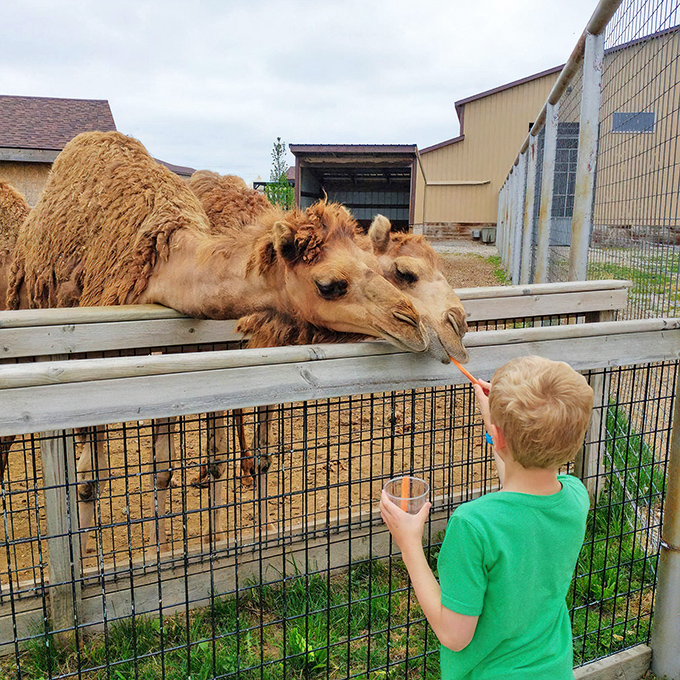 Welcome to wildlife wonderland! Boulder Ridge's entrance sign promises exotic adventures that deliver beyond expectations.