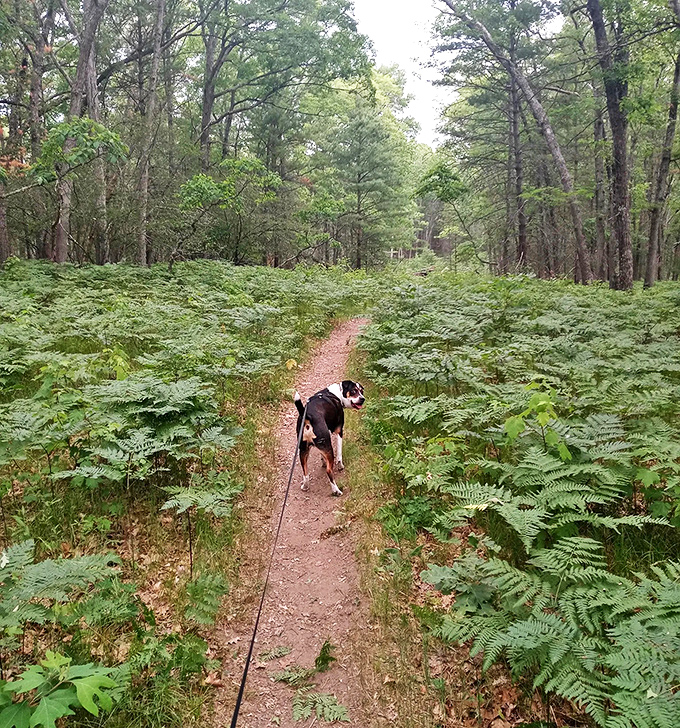 Nature's green carpet unfolds along Bowman Lake Trail, where ferns create a lush runway for four-legged explorers leading the way.