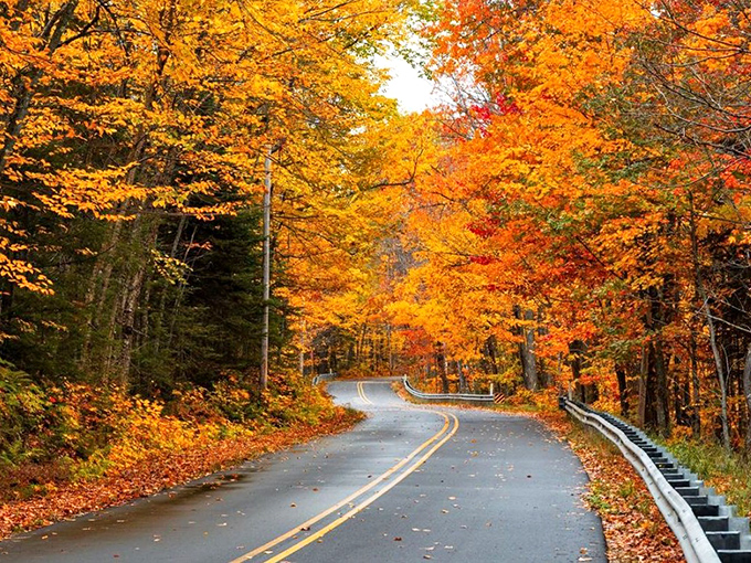 Nature's grand corridor unfolds in autumn glory, where every curve of Brockway Mountain Drive reveals a new masterpiece of golden splendor.