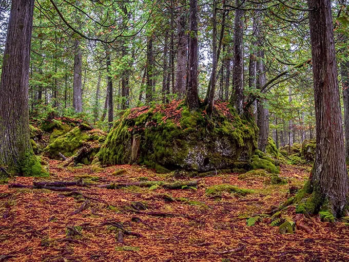 Moss-carpeted boulders and towering trees create nature's cathedral on the Bush Bay Trail, where fantasy feels just a footstep away.