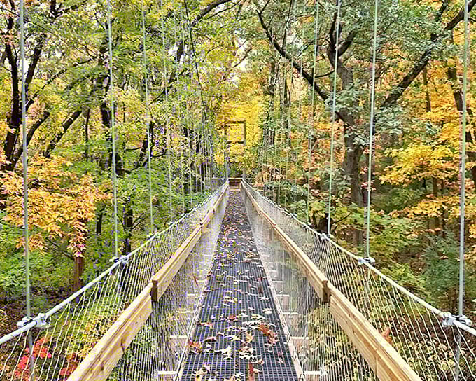 A suspended pathway to adventure &ndash; the canopy walkway stretches through autumn foliage like nature's own golden carpet.
