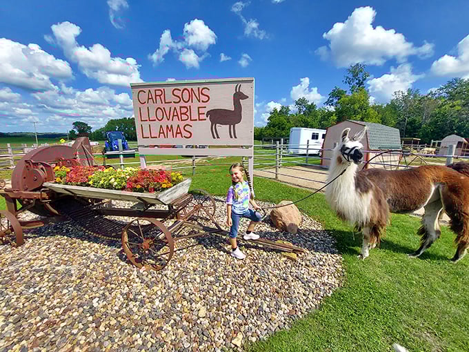 Welcome to llama paradise! The iconic entrance sign at Carlson's Llovable Llamas greets visitors with rustic charm and a promise of fuzzy encounters.