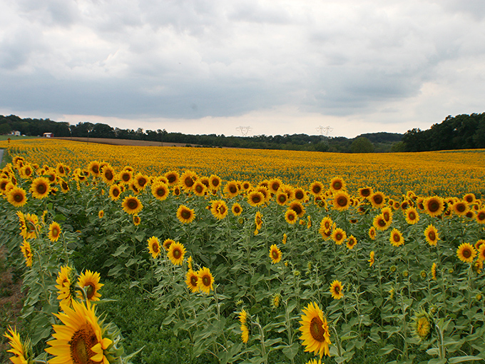 A golden ocean stretches to the horizon at DeBuck's Sunflower Farm, where thousands of sunny faces turn skyward in perfect unison.