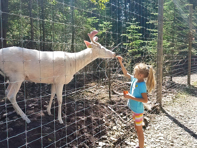 A young visitor shares a magical moment with a curious deer, creating memories that will last far longer than the carrots.