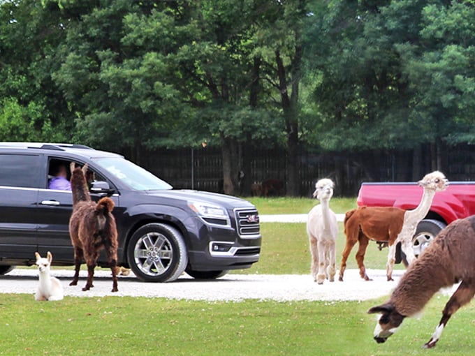 Welcome to animal paradise! At Deer Tracks Junction, the residents aren't shy about greeting visitors with enthusiastic (and hungry) curiosity.