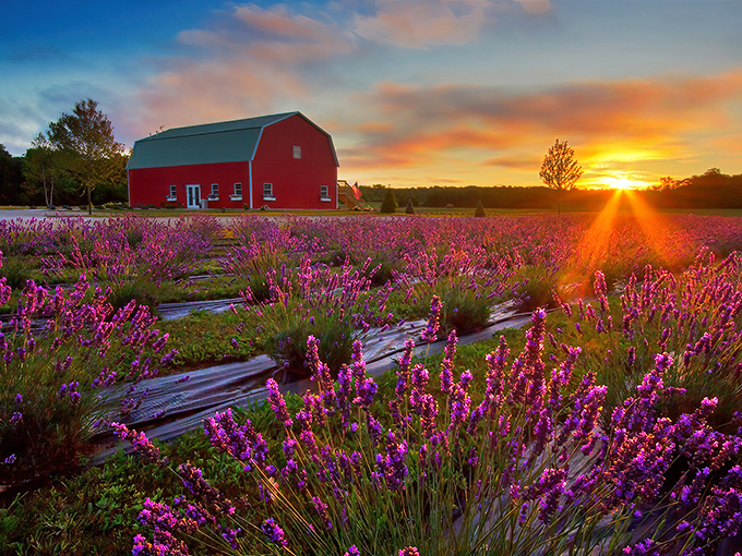 Sunset bathes the red barn in golden light as lavender fields create a purple carpet stretching toward the horizon.