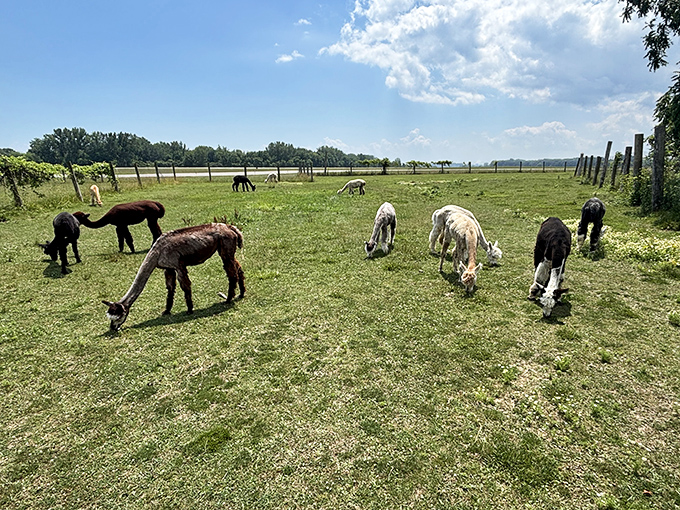 A pastoral paradise where fluffy personalities roam free, creating a scene straight out of a storybook farm fantasy.