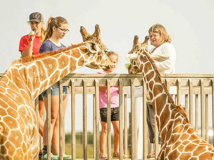 Eye-to-eye with nature's gentle skyscrapers: visitors share a magical moment with curious giraffes at the feeding platform.