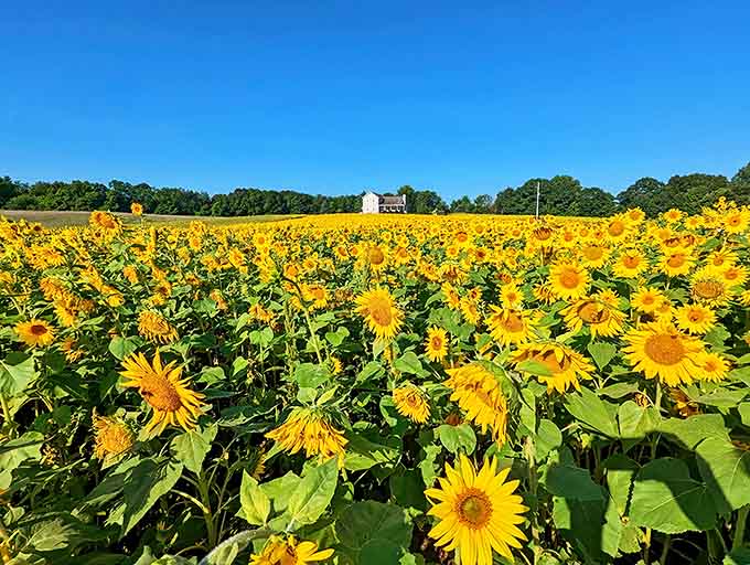 A golden ocean stretches to the horizon, each sunflower face turned skyward as if in conversation with the sun itself.