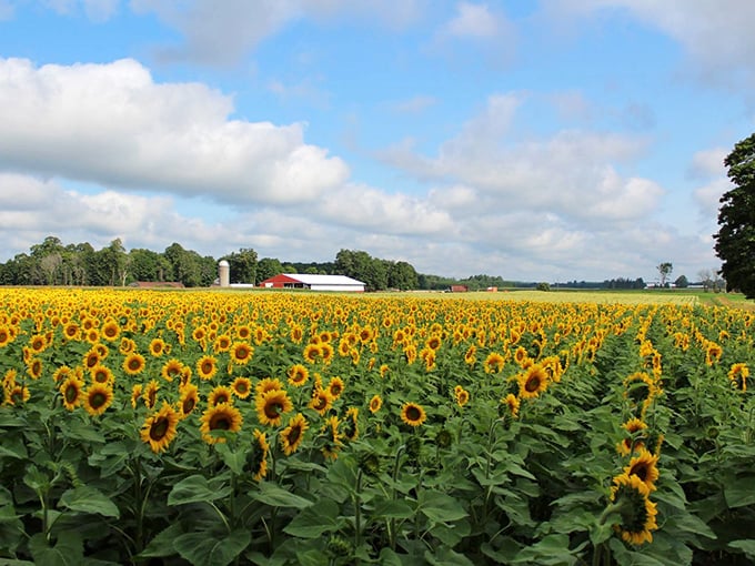A sea of golden faces stretches toward the horizon at Hall Farms, where Michigan farmland transforms into a sunflower paradise.