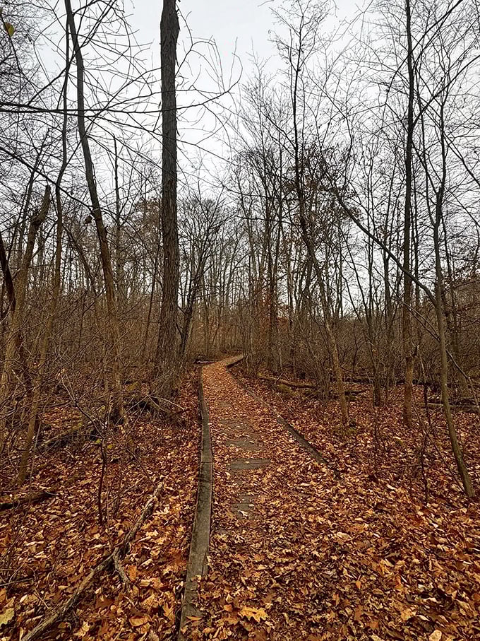 Nature's red carpet awaits! The leaf-strewn path through Haven Hill's winter woods offers that perfect crunch underfoot &ndash; like walking on nature's potato chips.