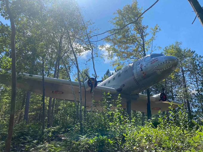 A silver WWII aircraft nestled among Wisconsin pines, shark-teeth nose art gleaming in the forest light.