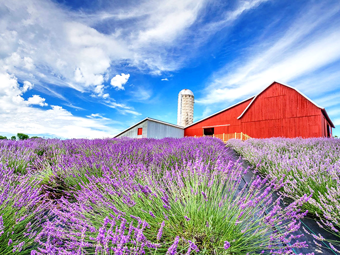 A classic red barn stands proudly amid a sea of purple lavender, creating a postcard-perfect scene that practically screams "Michigan summer."