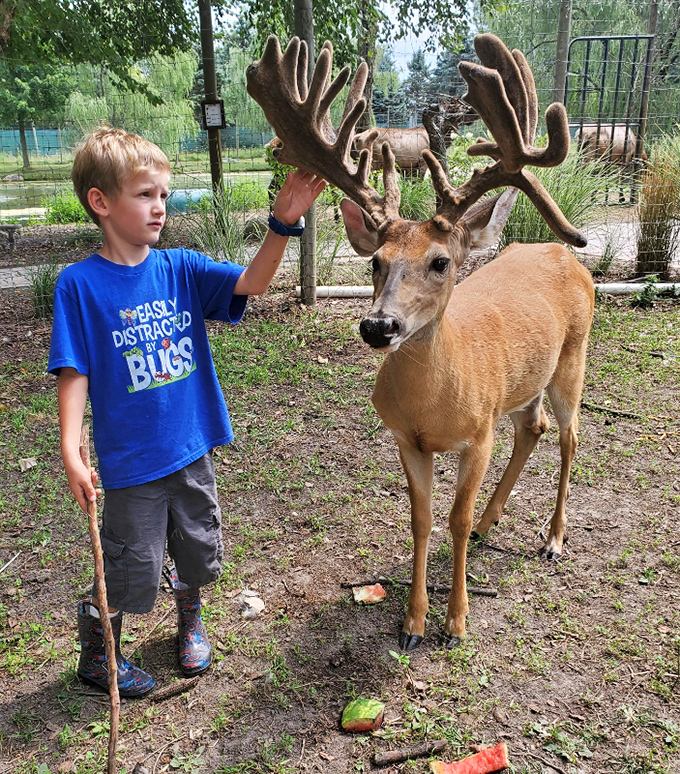 A magical moment of connection as a young visitor reaches out to touch the impressive antlers of a curious deer, creating memories that will last a lifetime.