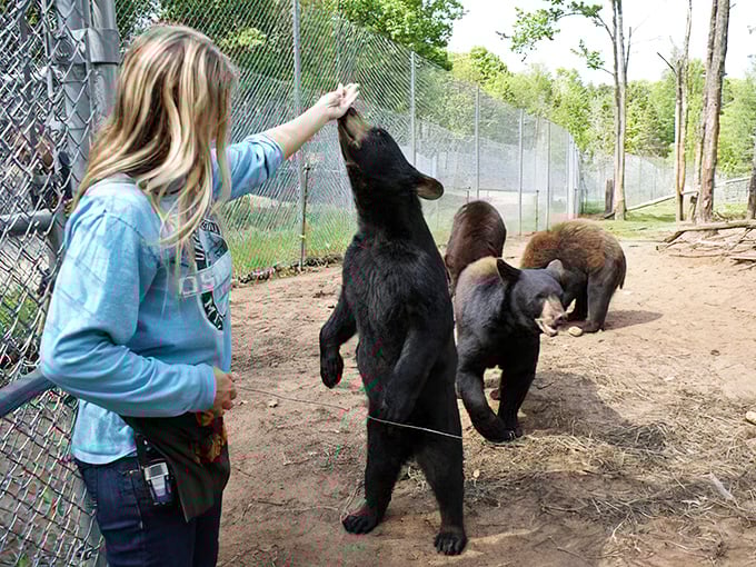 Feeding time at Oswald's Bear Ranch: Where the line between wild and adorable blurs as visitors offer treats to these magnificent creatures.