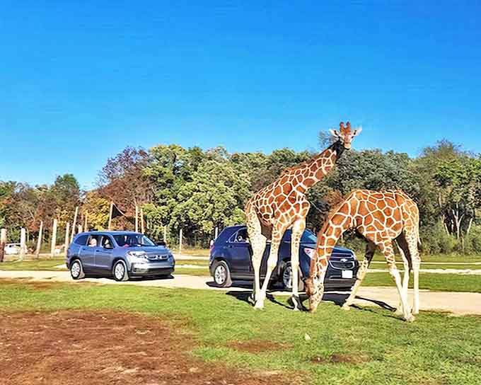 Two giraffes casually inspect passing cars, as if conducting their own safari tour of curious humans in metal boxes.