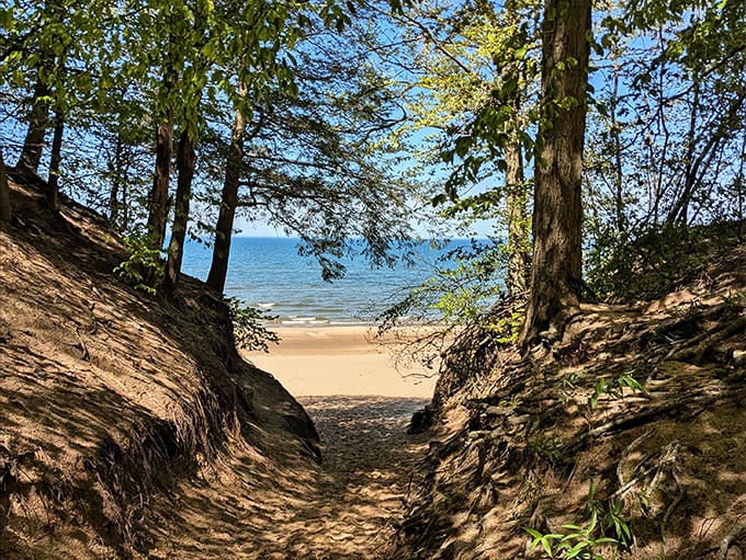 A sandy path cuts through towering trees, nature's own welcome mat to the hidden treasures of Saugatuck Dunes State Park.
