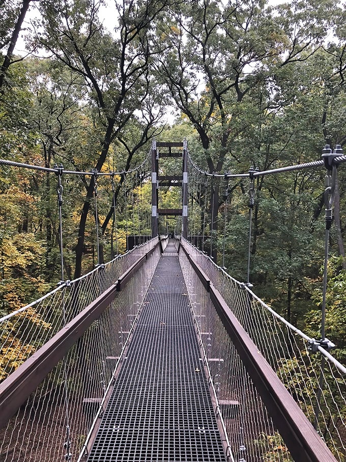 The loop trail at Hidden Lake Gardens in Onsted stretches 3.7 miles of pure Michigan beauty through forests, gardens, and lakeside paths that'll make your fitness tracker jealous.