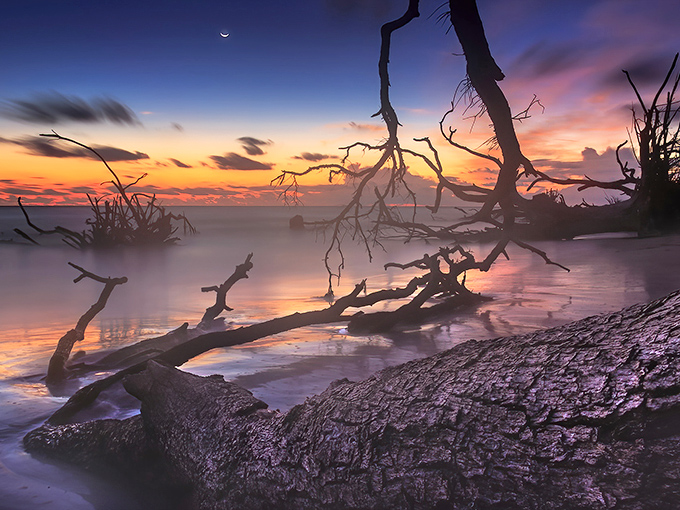 Nature's twilight gallery: Skeletal trees reach skyward against a fiery sunset, creating silhouettes that could inspire a thousand ghost stories.