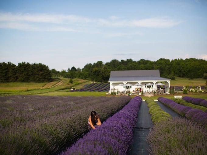 A purple paradise unfolds at Secret Garden, where rows of lavender create nature's most fragrant welcome mat in Traverse City.