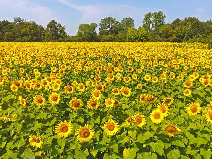 A golden sea stretches to the horizon at Treasured Haven Farm, where Minnesota sunshine takes solid form in these magnificent blooms.
