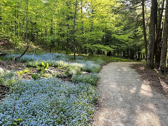 A carpet of forget-me-nots lines the forest path, creating nature's own blue highway through Peninsula State Park's woodland wonderland.
