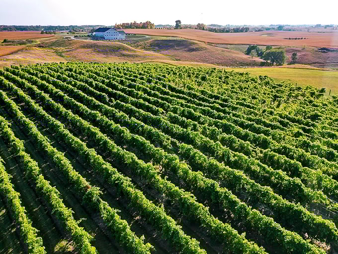 Those rolling green rows could fool anyone into thinking they've landed in Tuscany, except the people are friendlier and the prices won't require a second mortgage.