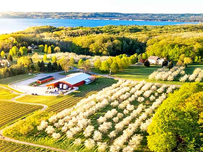 Aerial paradise: Black Star Farms sprawls across the Leelanau Peninsula like a postcard come to life, with cherry blossoms and vineyards framing the rustic red barns.
