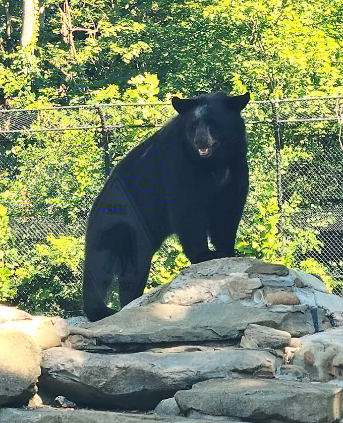 This black bear strikes a majestic pose, probably contemplating deep philosophical questions or just where the next snack is coming from.