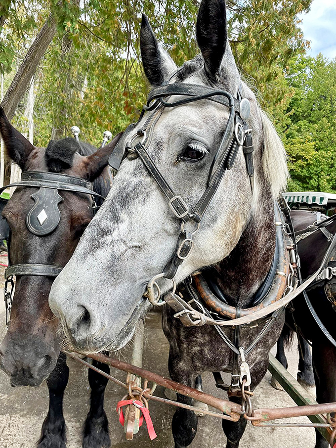 A close encounter with one of the island's four-legged residents reveals the soulful eyes and gentle demeanor that make these animals perfect tour guides.