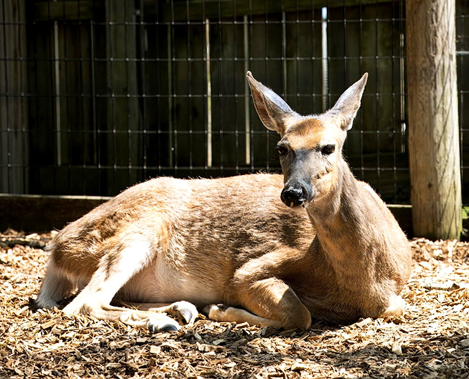 Deer me, what a beauty! This gentle creature seems to be posing for its woodland glamour shot.