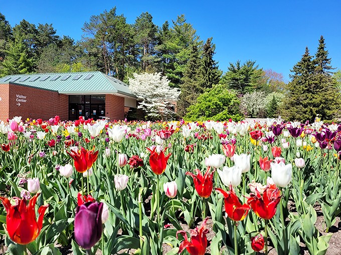 A riot of tulips creates a patchwork quilt of color that makes you wonder if Mother Nature moonlights as an abstract painter.