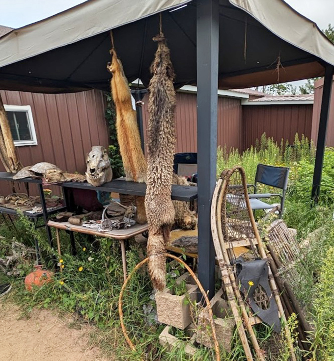 The outdoor display of pelts and artifacts serves as a tangible natural history lesson&mdash;fascinating for some, slightly unsettling for others.