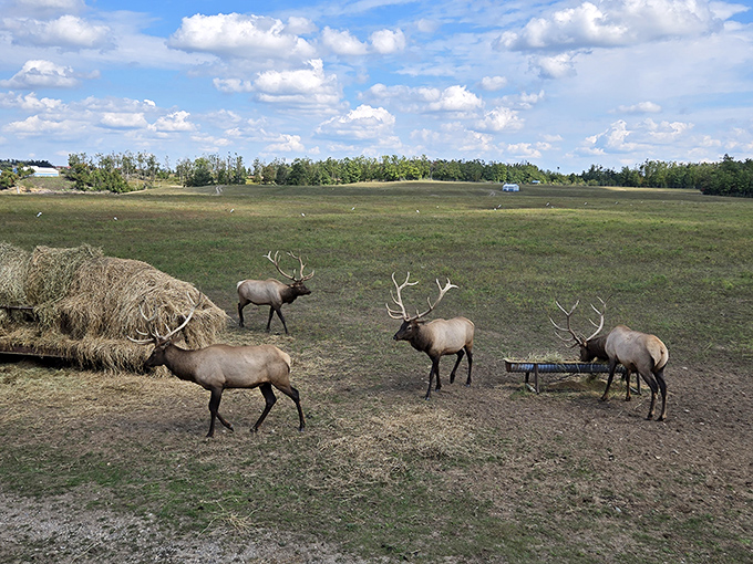 Gaylord's City Elk Park showcases majestic creatures with impressive antlers &ndash; nature's version of "look but don't touch" wildlife viewing.