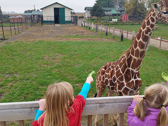 Nature's most polite diners: a young visitor discovers the gentle grace of giraffes during feeding time.
