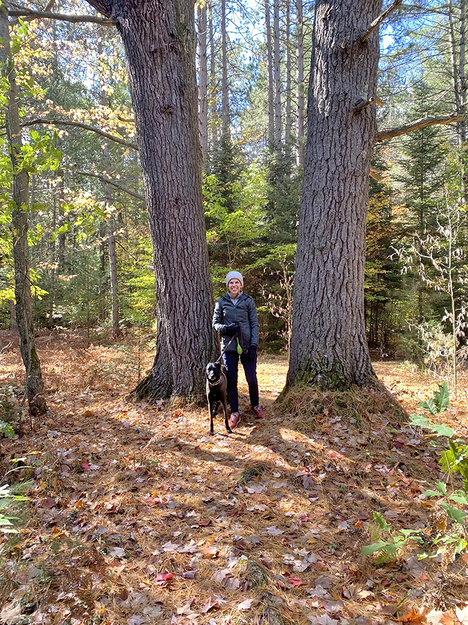 Even four-legged explorers appreciate the majesty of ancient trees &ndash; nature's version of a cathedral ceiling.