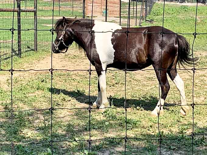 This pinto horse strikes a pose worthy of a calendar shoot, showcasing Wisconsin's blend of domestic and exotic animals.