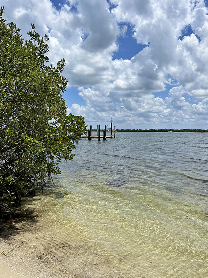 These mangroves aren't just pretty faces &ndash; they're nature's hurricane buffers and fish nurseries wrapped in one package.