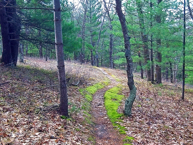 Nature's green mohawk lines this forest path, where moss creates a verdant runway through Michigan's whispering pine cathedral.