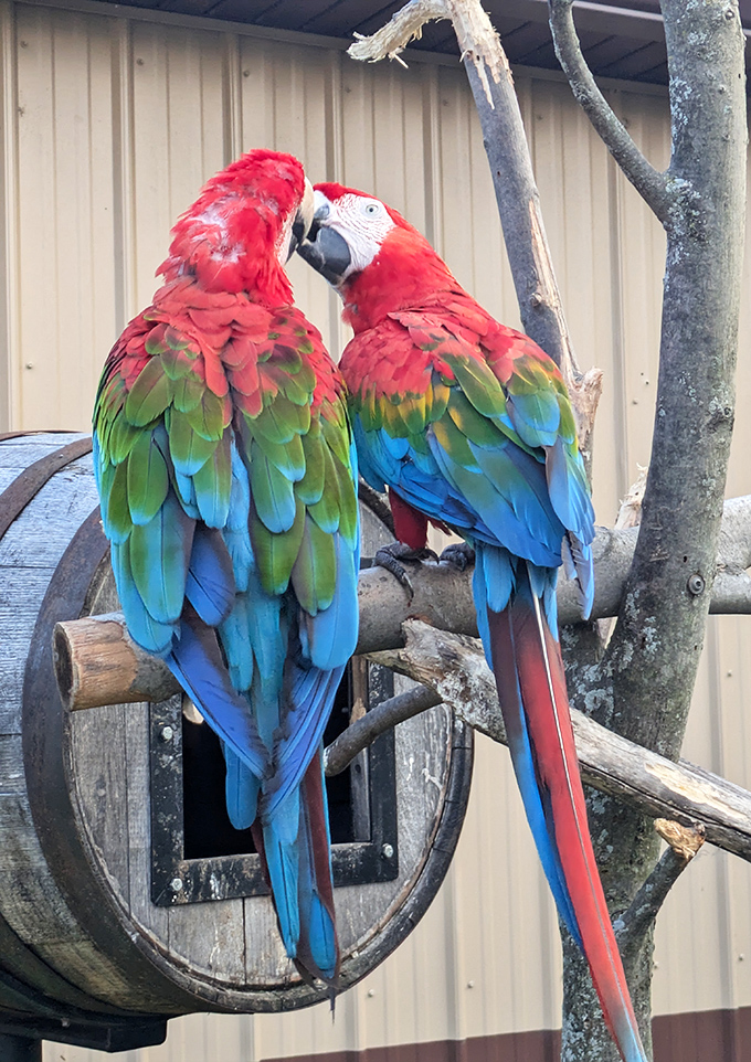 Nature's rainbow perched on branches &ndash; these macaws coordinate their outfits better than most wedding parties.