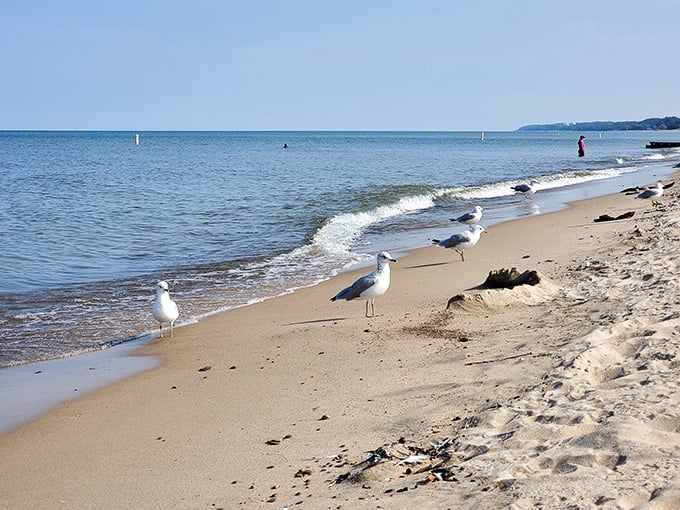 Beach committee meeting in progress &ndash; these gulls are clearly discussing the day's agenda of scavenging and sunbathing.