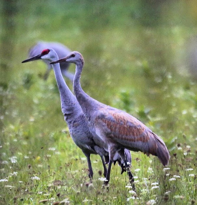 Sandhill Cranes: These elegant birds perform their daily routines in island meadows, prehistoric-looking creatures that have called this region home for millennia.