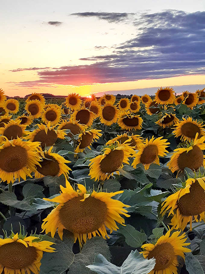 Up close and personal with these golden giants reveals intricate seed patterns &ndash; nature's own lesson in perfect mathematical design.